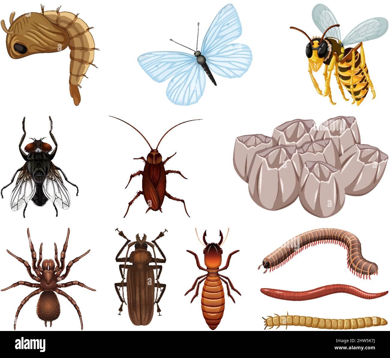 Different kinds of insects and animals on white background illustration ...