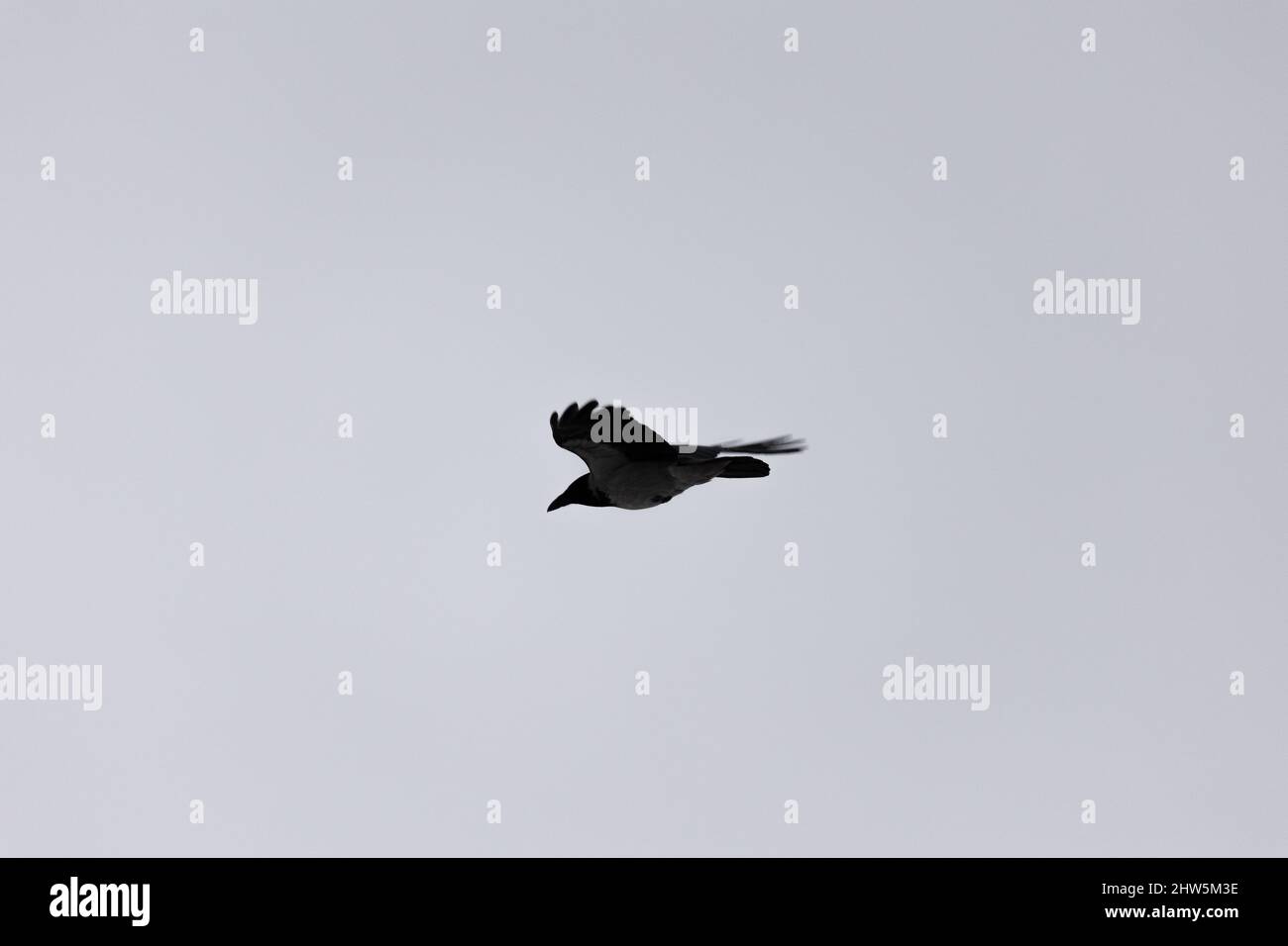 Raven flying in the cloudy sky Stock Photo - Alamy