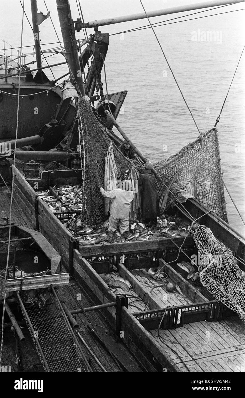 Scenes aboard Hull fishing trawler "Ross Orion" on the fishing grounds ...