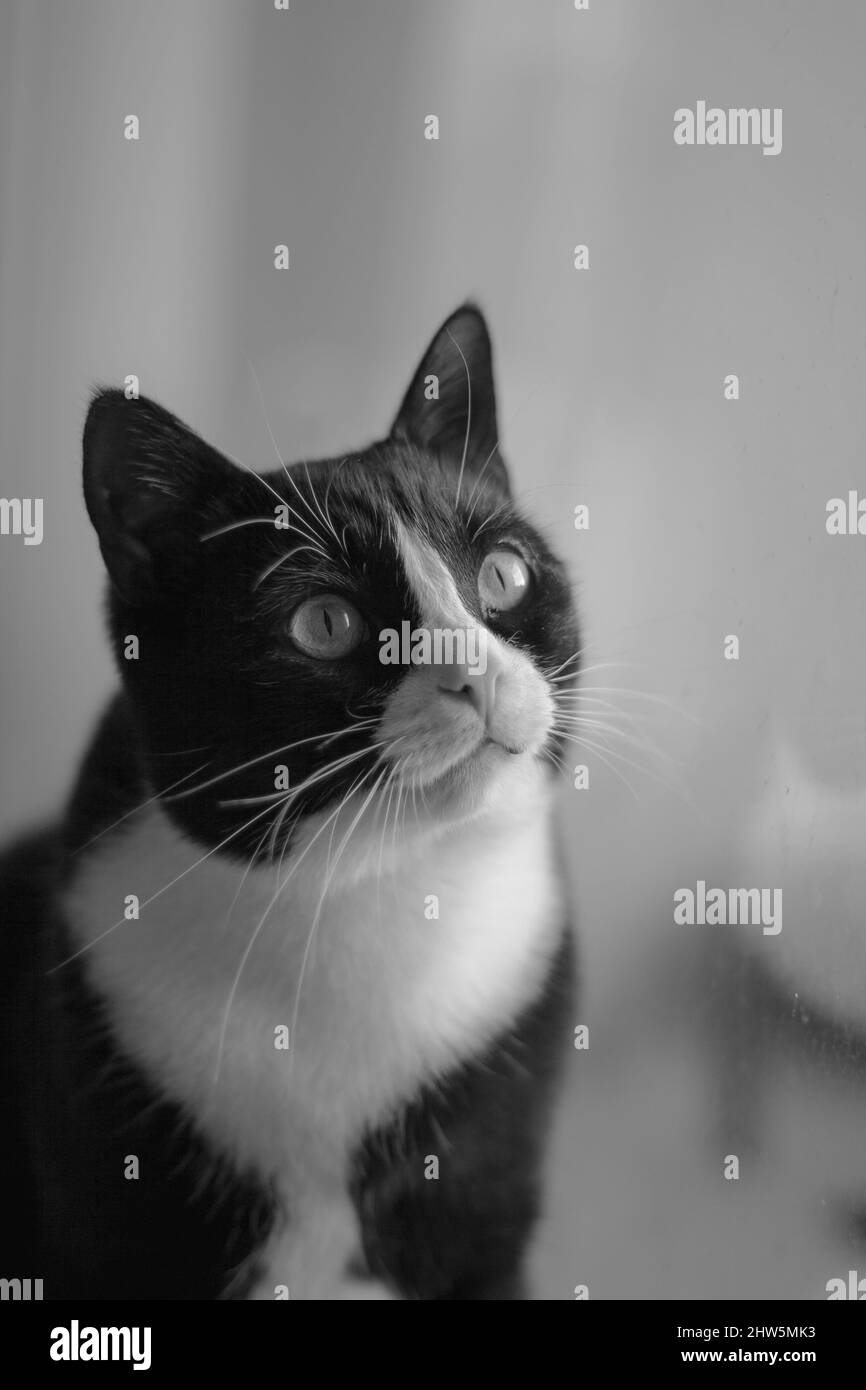 Vertical shot of black and white cat looking forward in black and white ...