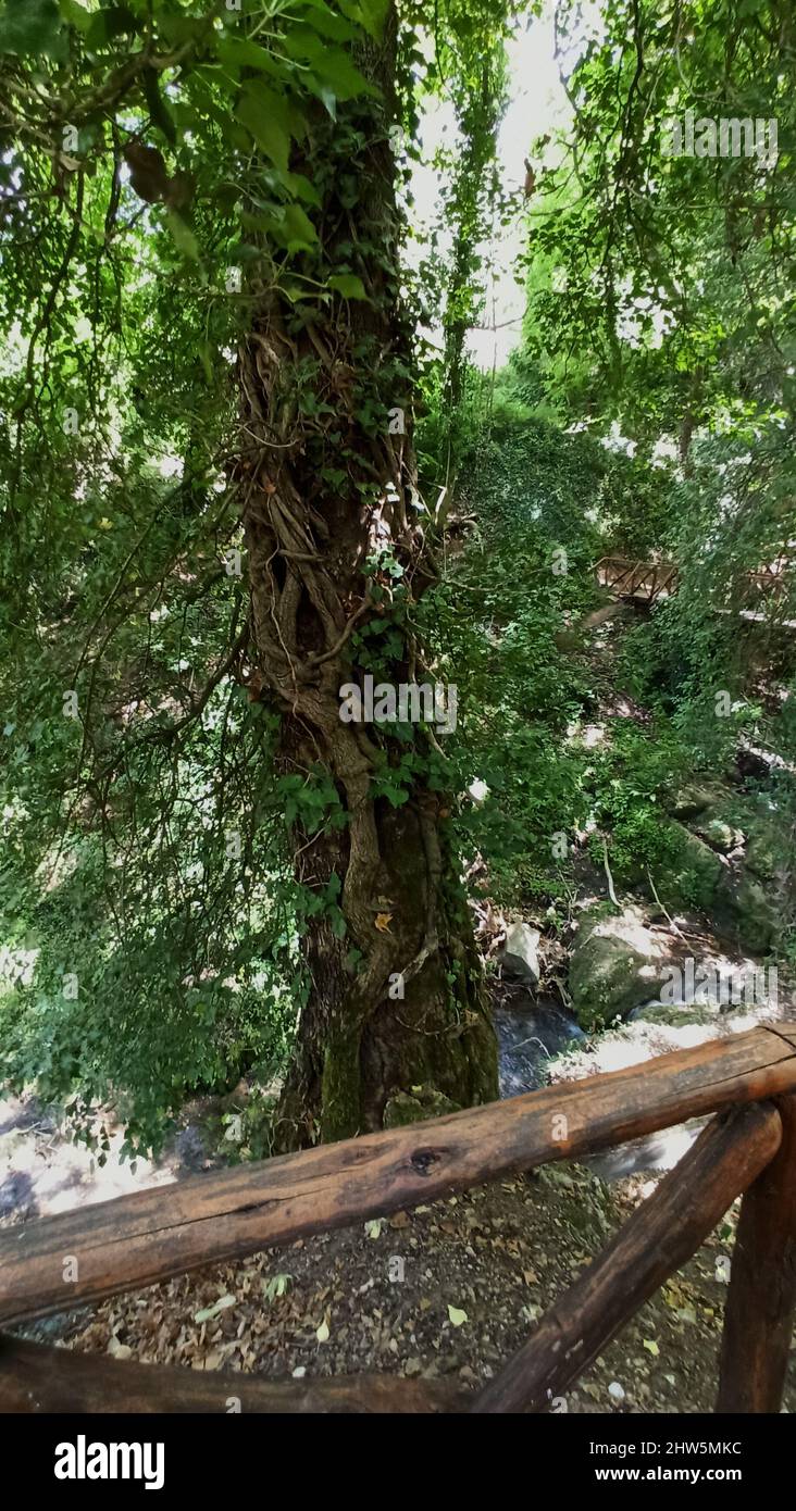Wooden path in the forest in Megalo Chorio village Karpenisi Greece ...