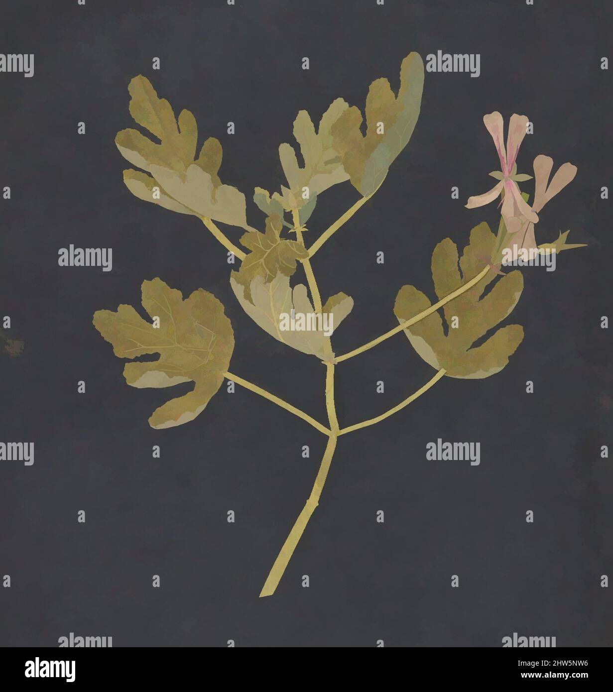 Attributed to mary delany hi-res stock photography and images - Alamy