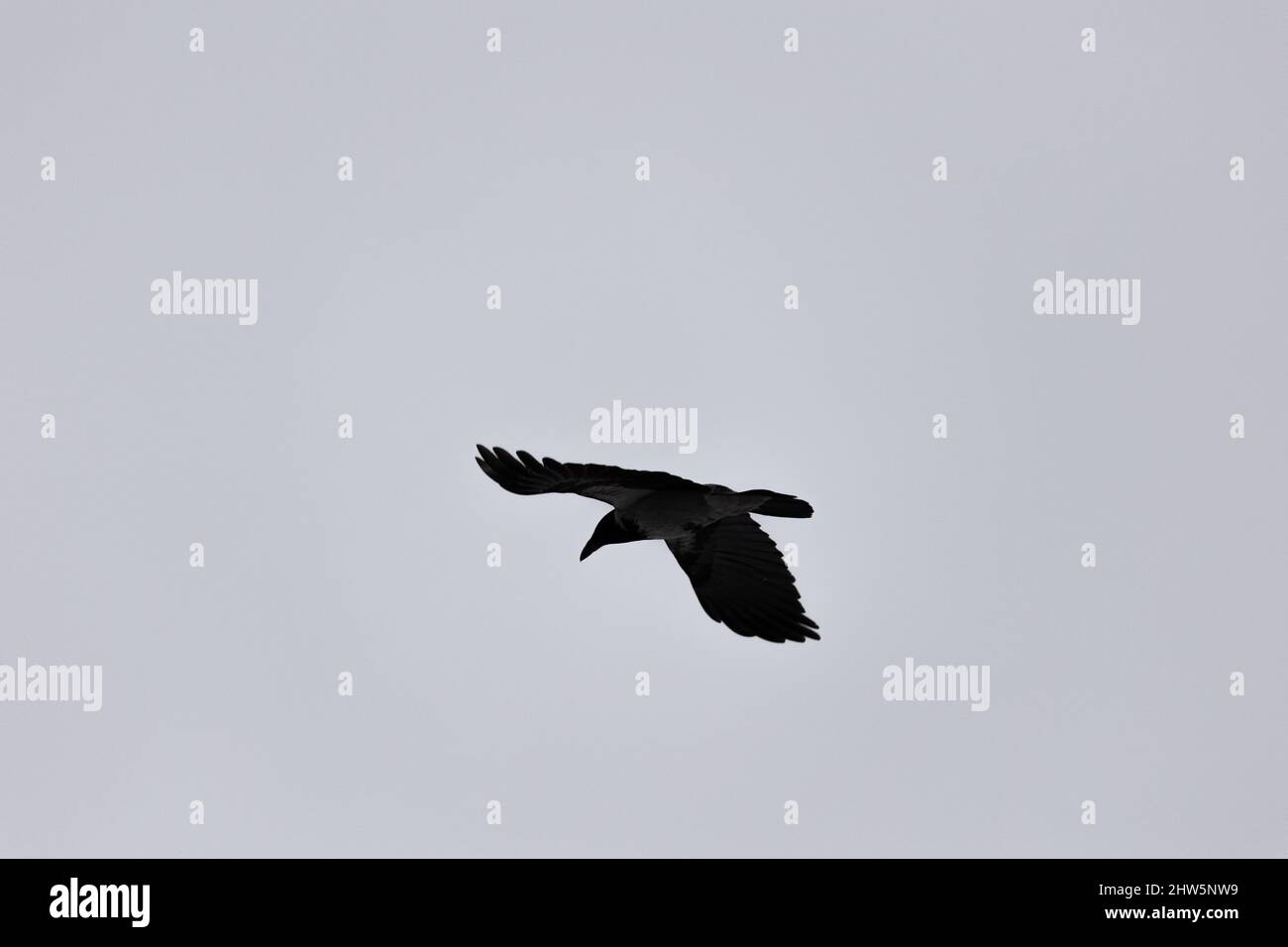 Raven flying in the cloudy sky Stock Photo - Alamy