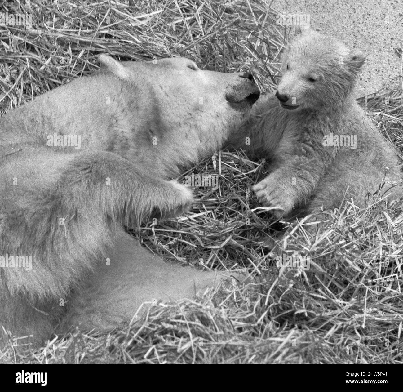 Pipaluk the polar bear cub ventures out of his private den on to the ...