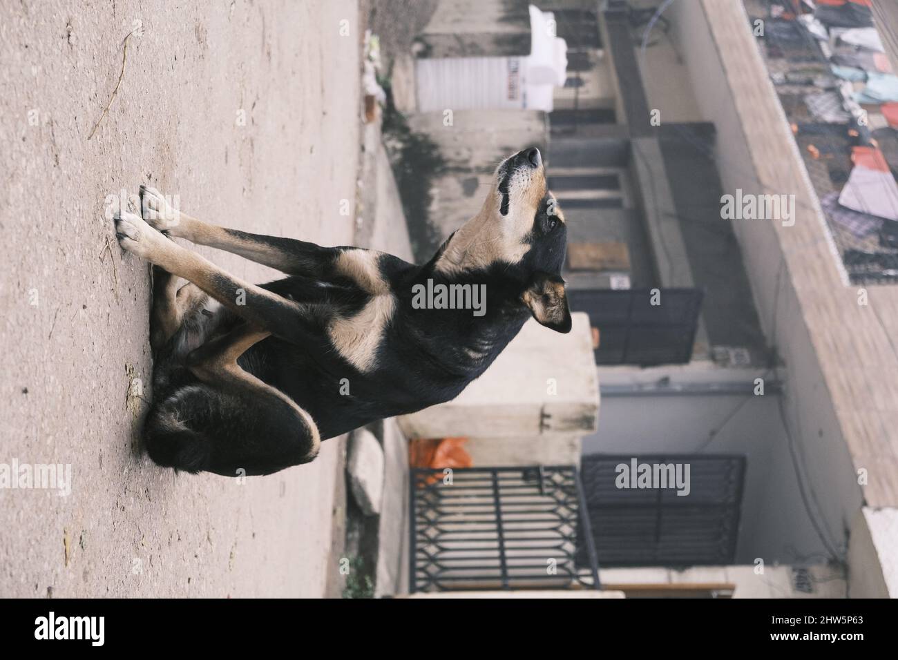 Dog sitting on a ground outside an apartment building Stock Photo - Alamy
