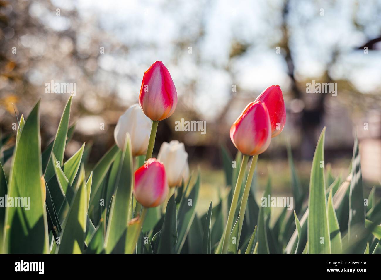 Beautiful spring background with yellow and red tulips against white ...