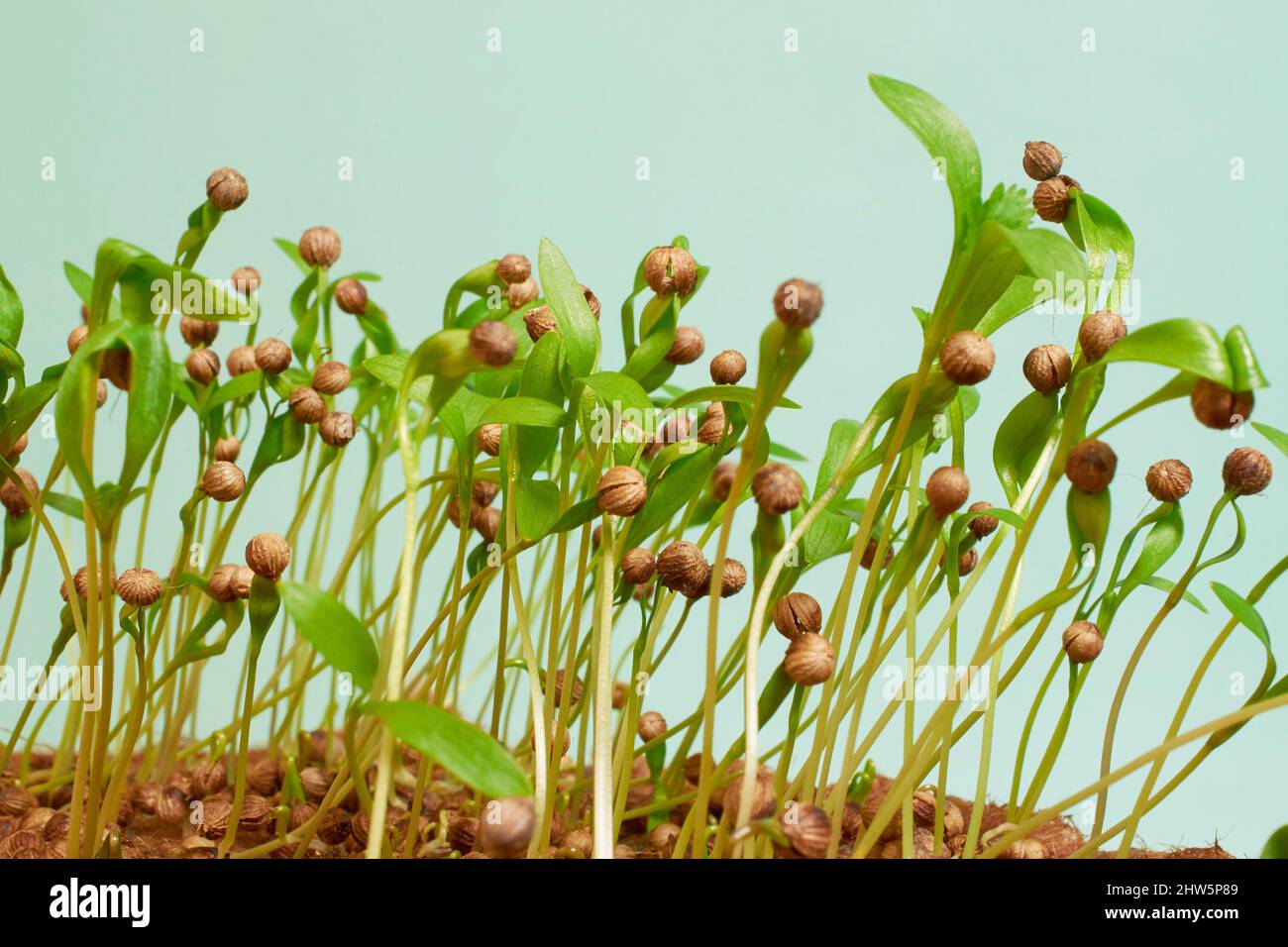Coriander seed germination hi-res stock photography and images - Alamy