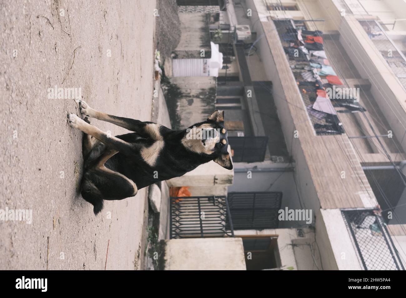 Cute dog sitting on the ground outside an apartment building Stock ...