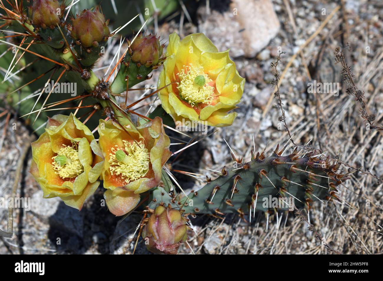 Yellow Pollen filled Flowers from a Prickly Pear Cactus photographed on ...