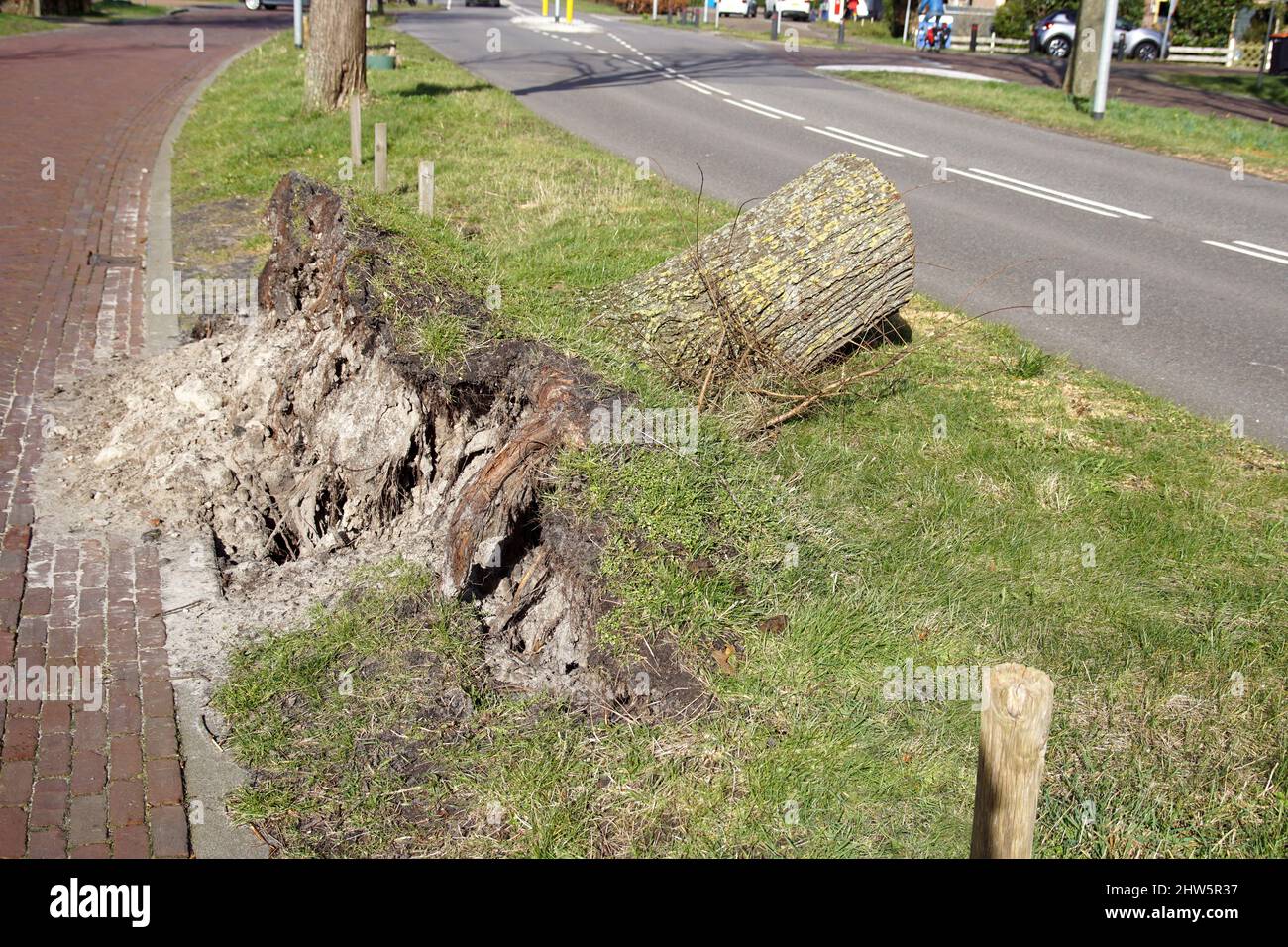 Sawn-off stump of a fallen tree with root ball next to the road in the ...