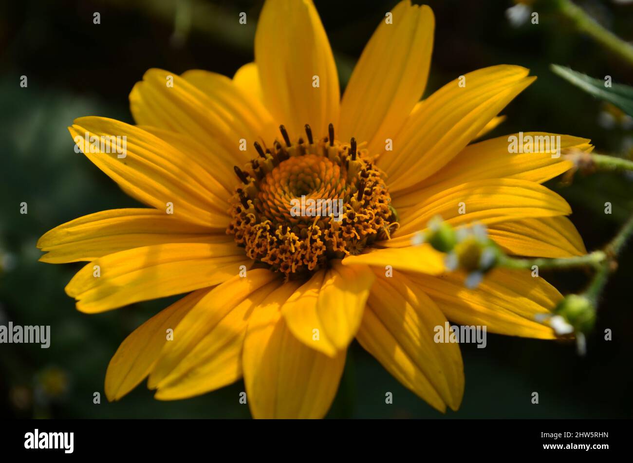 Gold sunflower hi-res stock photography and images - Alamy