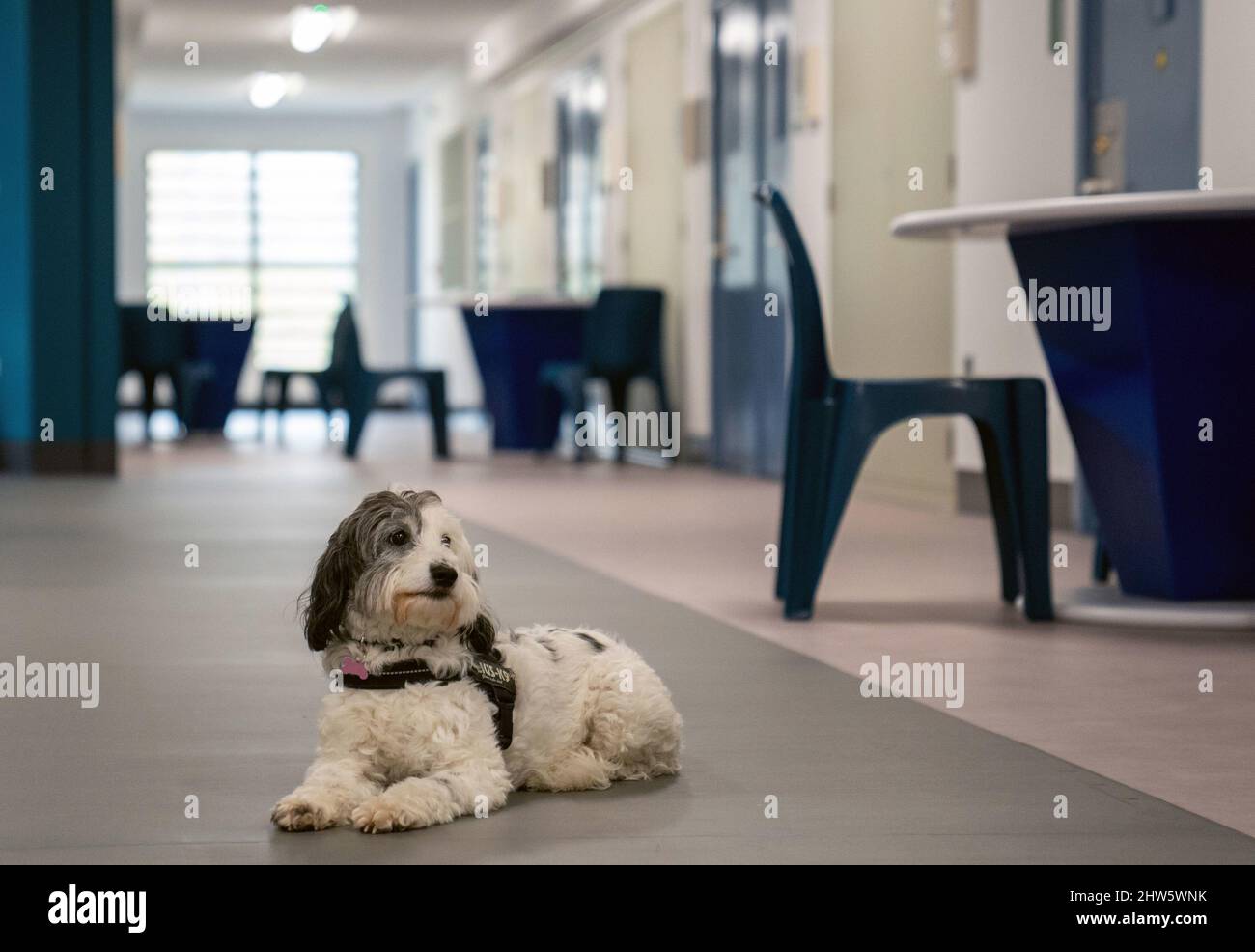 Pets As Therapy (PAT) dog Tilly in the accomadation block at category C ...