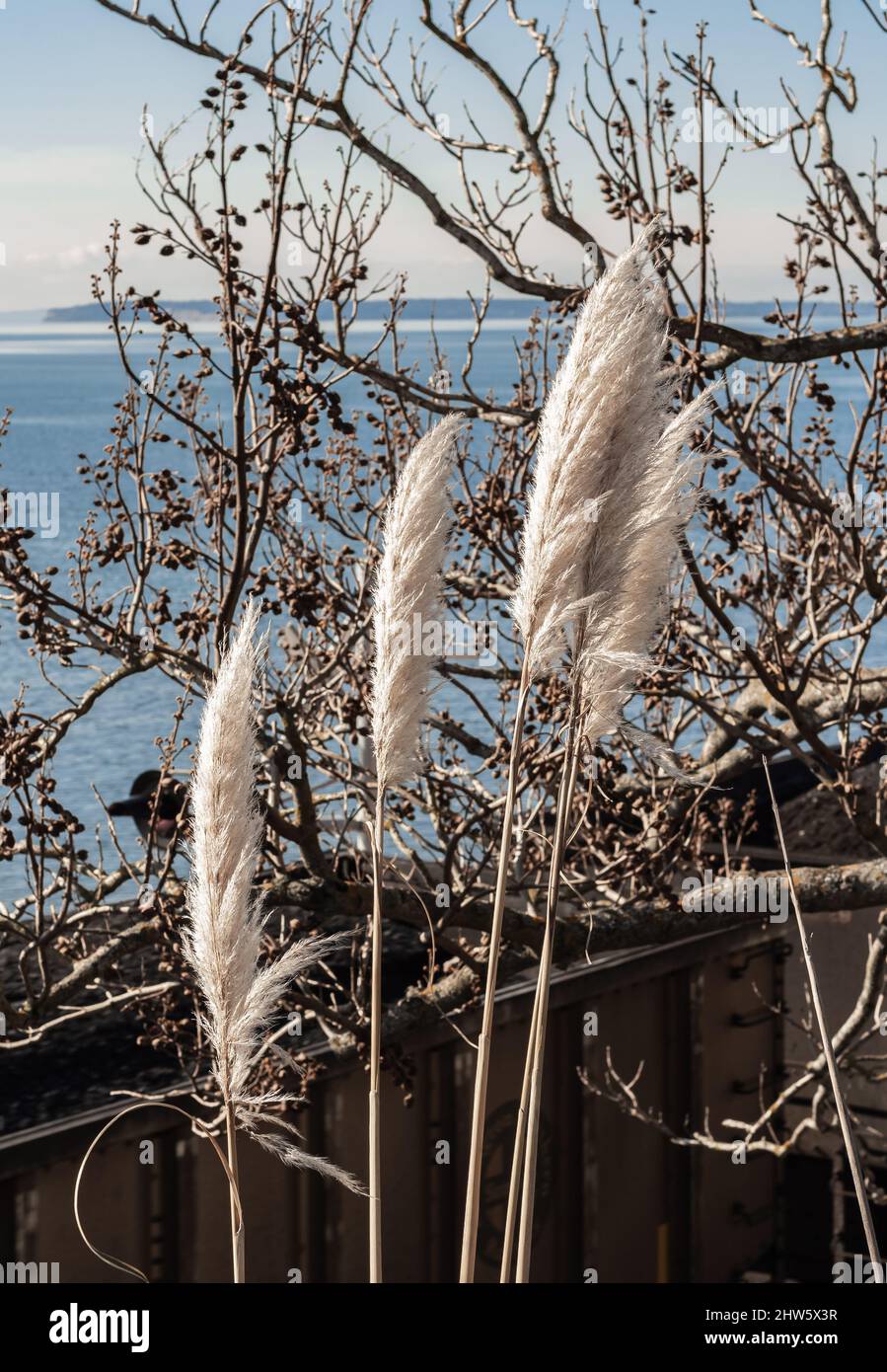 Feathery flower heads of ornamental grass hi-res stock photography and ...