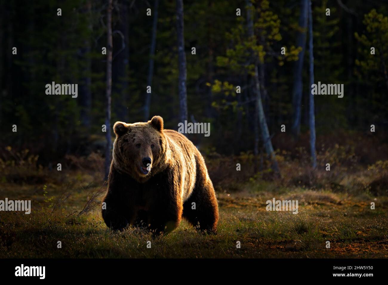 Bear hidden in yellow forest. Autumn trees with bear. Beautiful brown ...