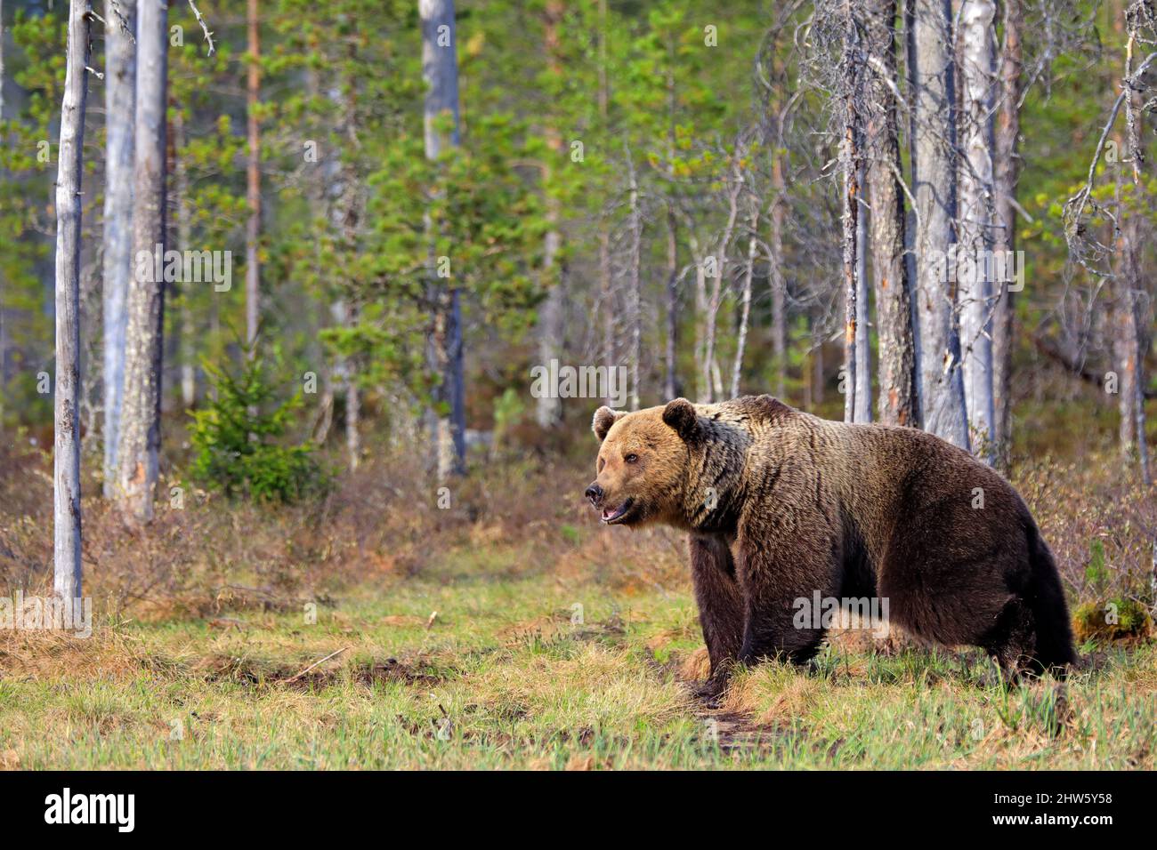 Bear hidden in yellow forest. Autumn trees with bear. Beautiful brown ...