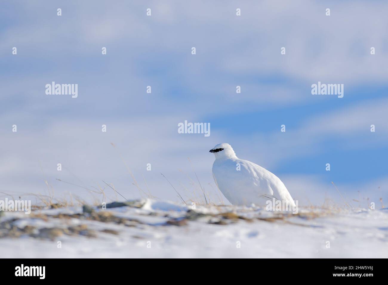 White Rock Ptarmigan, Lagopus mutus, white bird sitting in the snow ...
