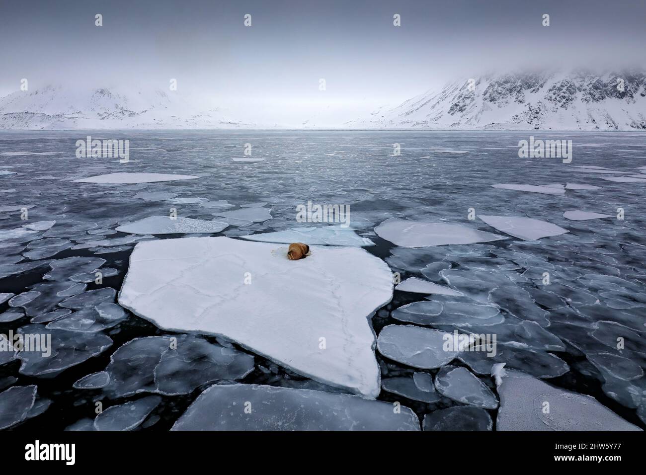 Walrus, lying on the ice, stick out from blue water on white ice with ...