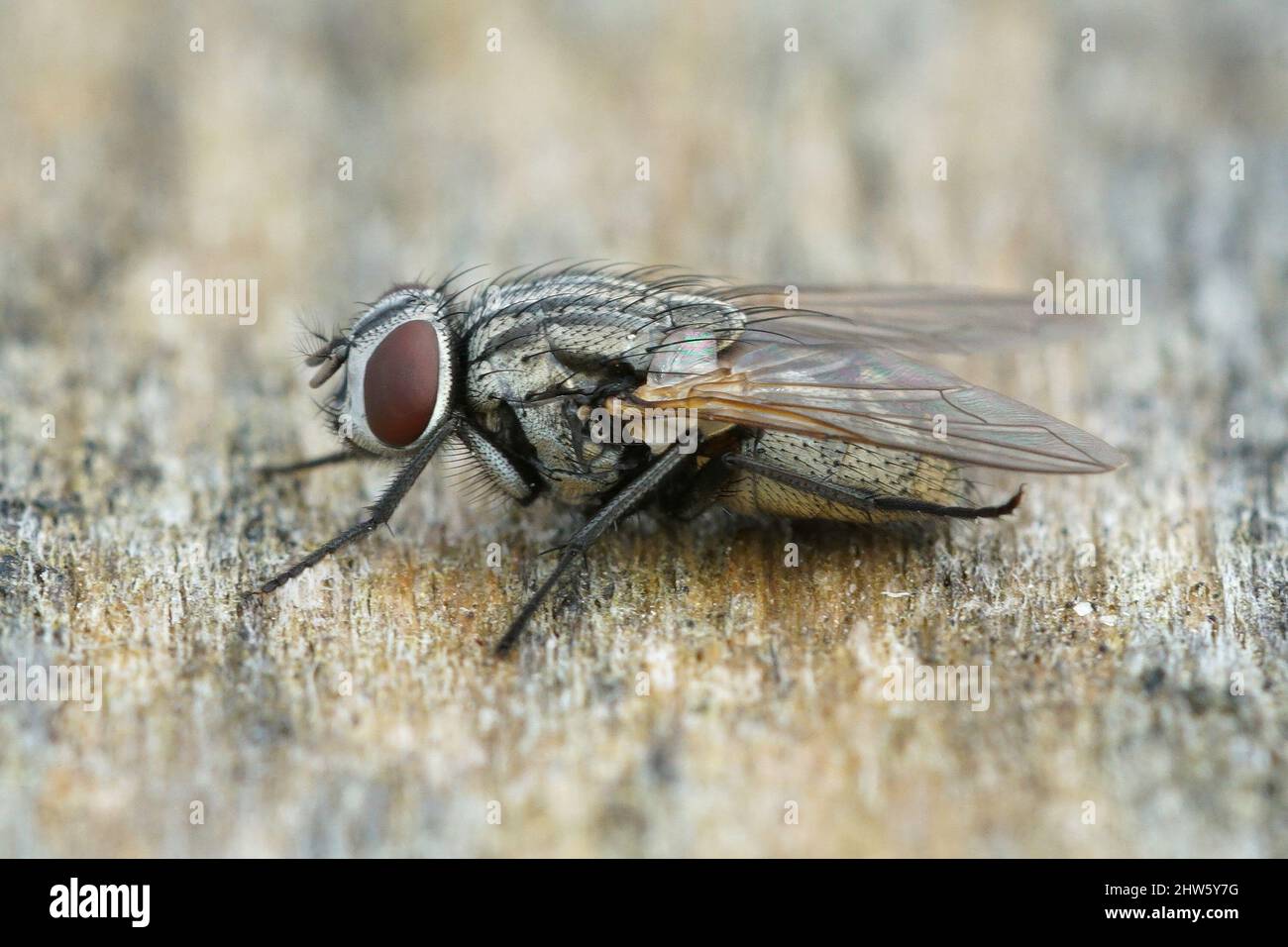 Muscid fly hi-res stock photography and images - Alamy