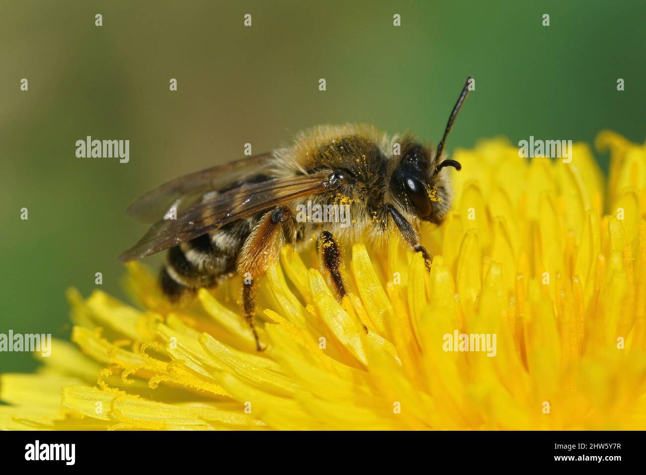 Closeup of a female yellow legged mining bee, Andrena flavipes on a ...