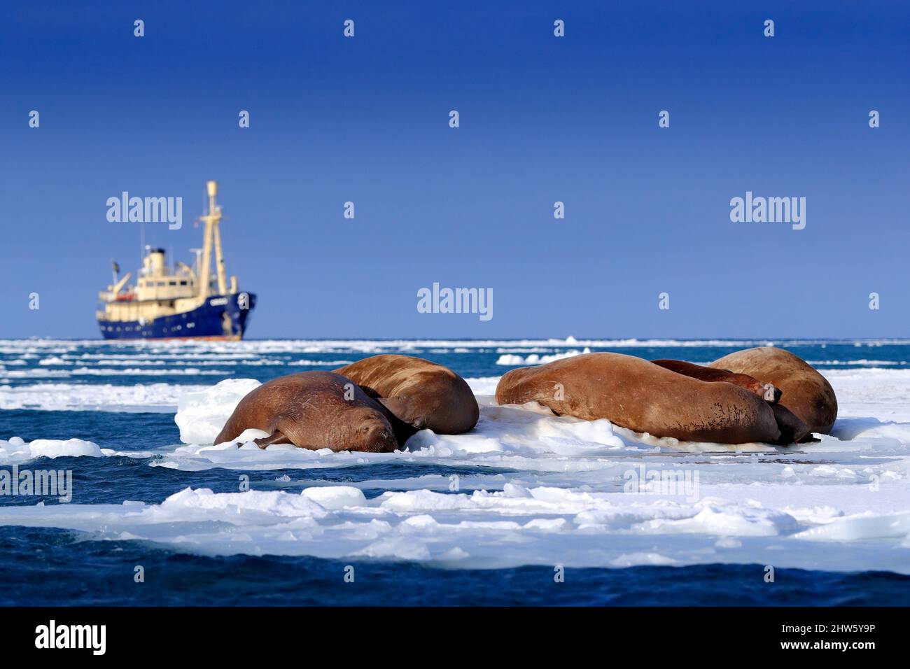 Walrus with boat vessel, Odobenus rosmarus, sleeping near the blue ...