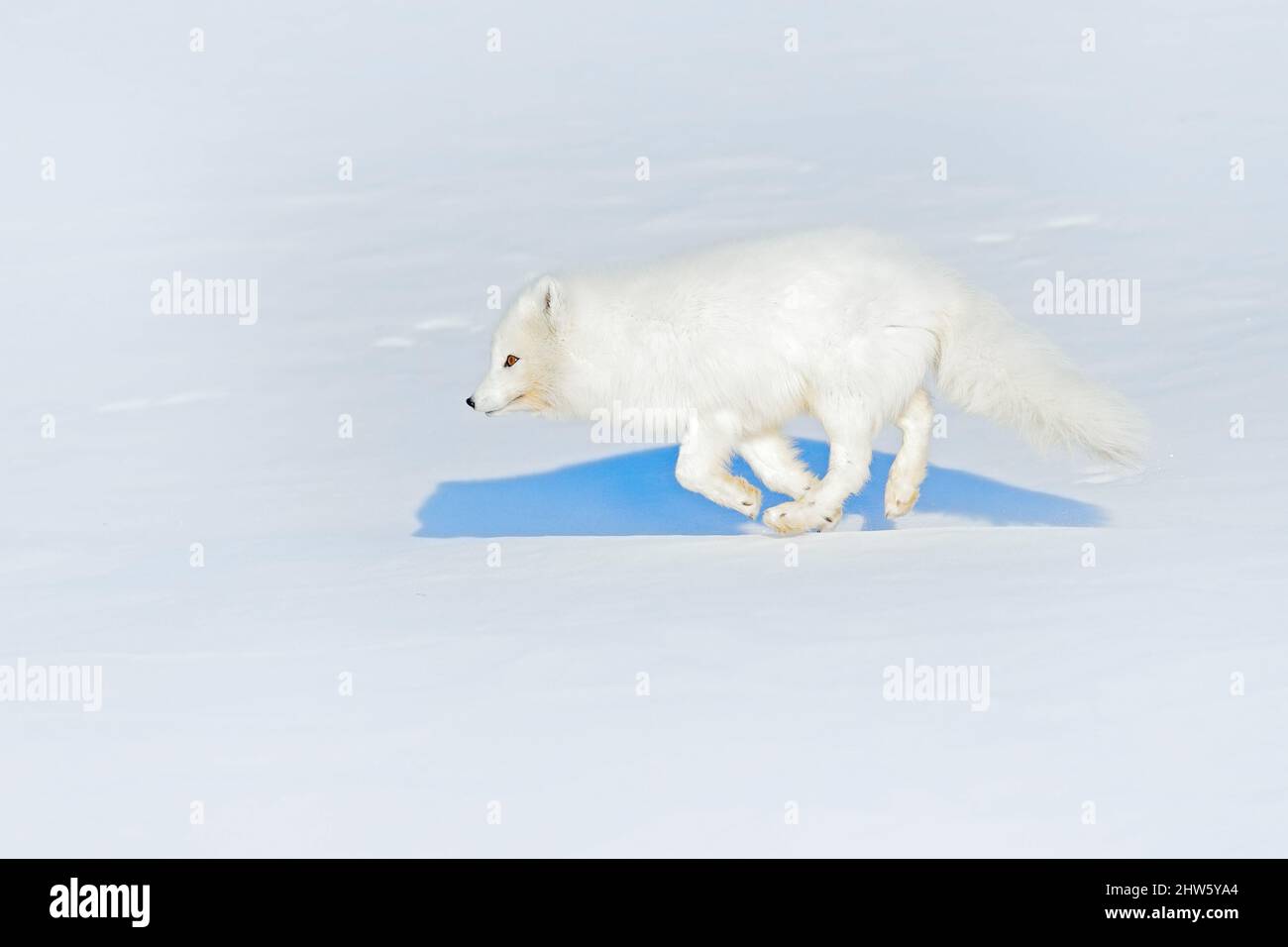 Arctic fox, beautiful animal in snow. Running polar fox. Wildlife ...