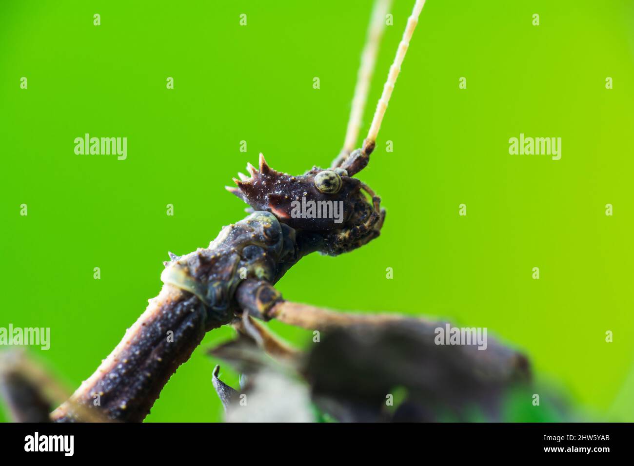 Brown stick bug, walking insect, phasmatodea macro photo of animal head ...