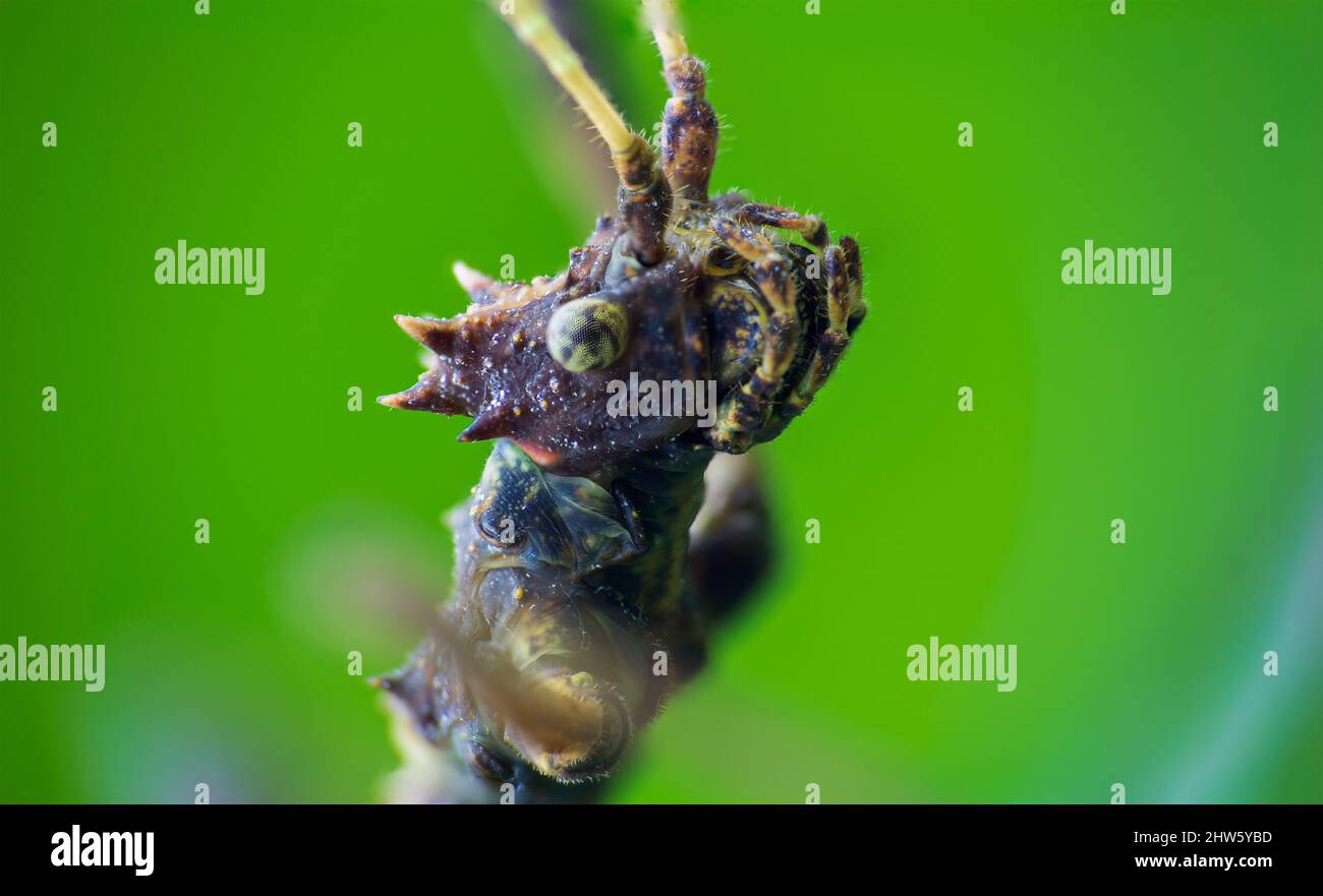 Brown stick bug, walking insect, phasmatodea macro photo of animal head ...