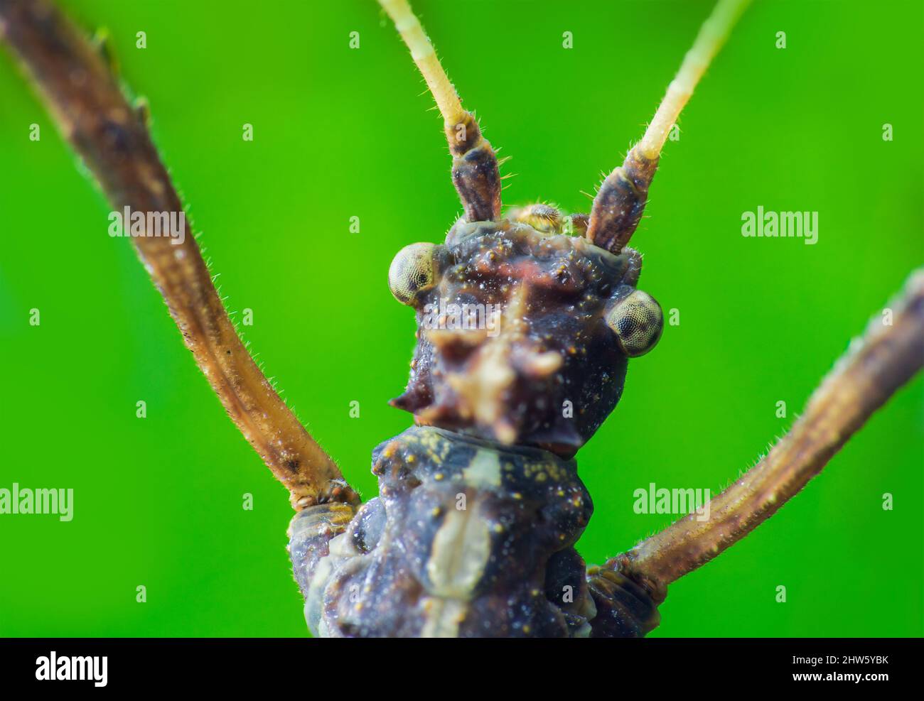 Brown stick bug, walking insect, phasmatodea macro photo of animal head ...