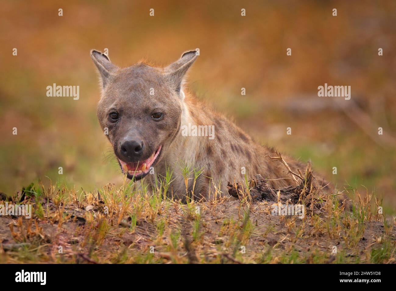 Hyena, detail portrait in the habitat. Spotted hyena babe, Crocuta ...