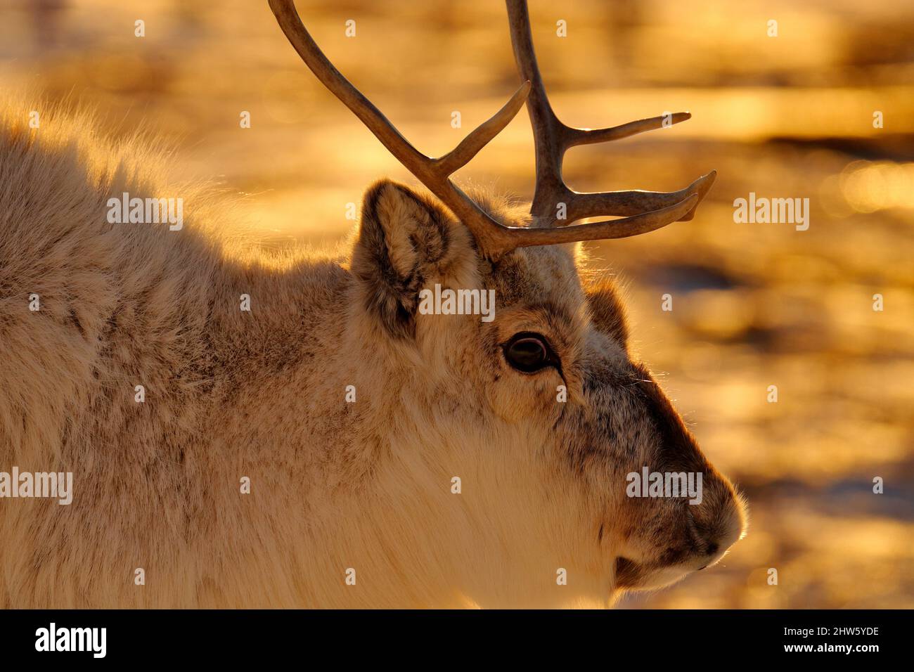 Arctic detail. Twilight landscape with reindeer. Wild Reindeer ...