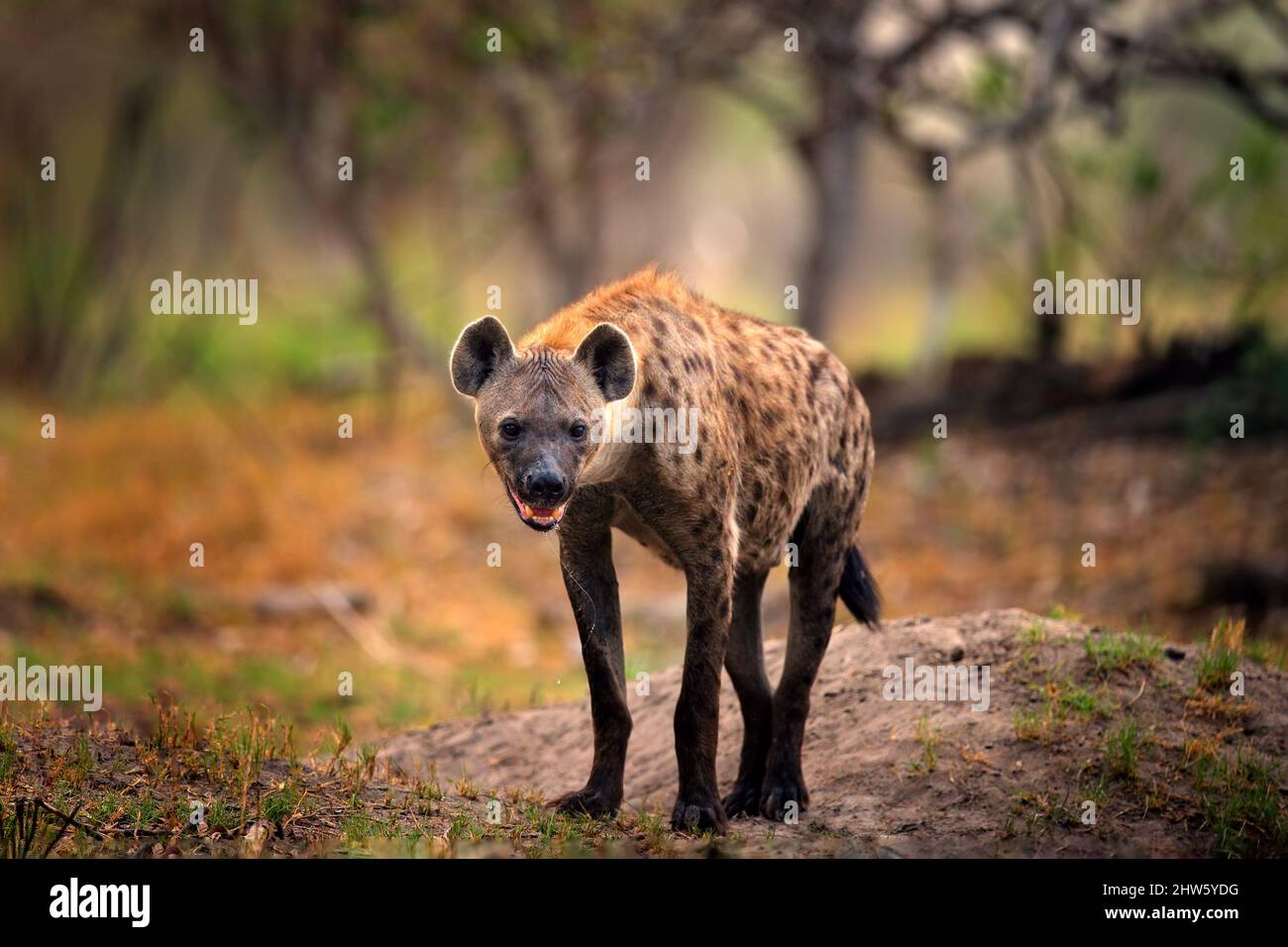 Hyena, detail portrait. Spotted hyena, Crocuta crocuta, angry animal ...