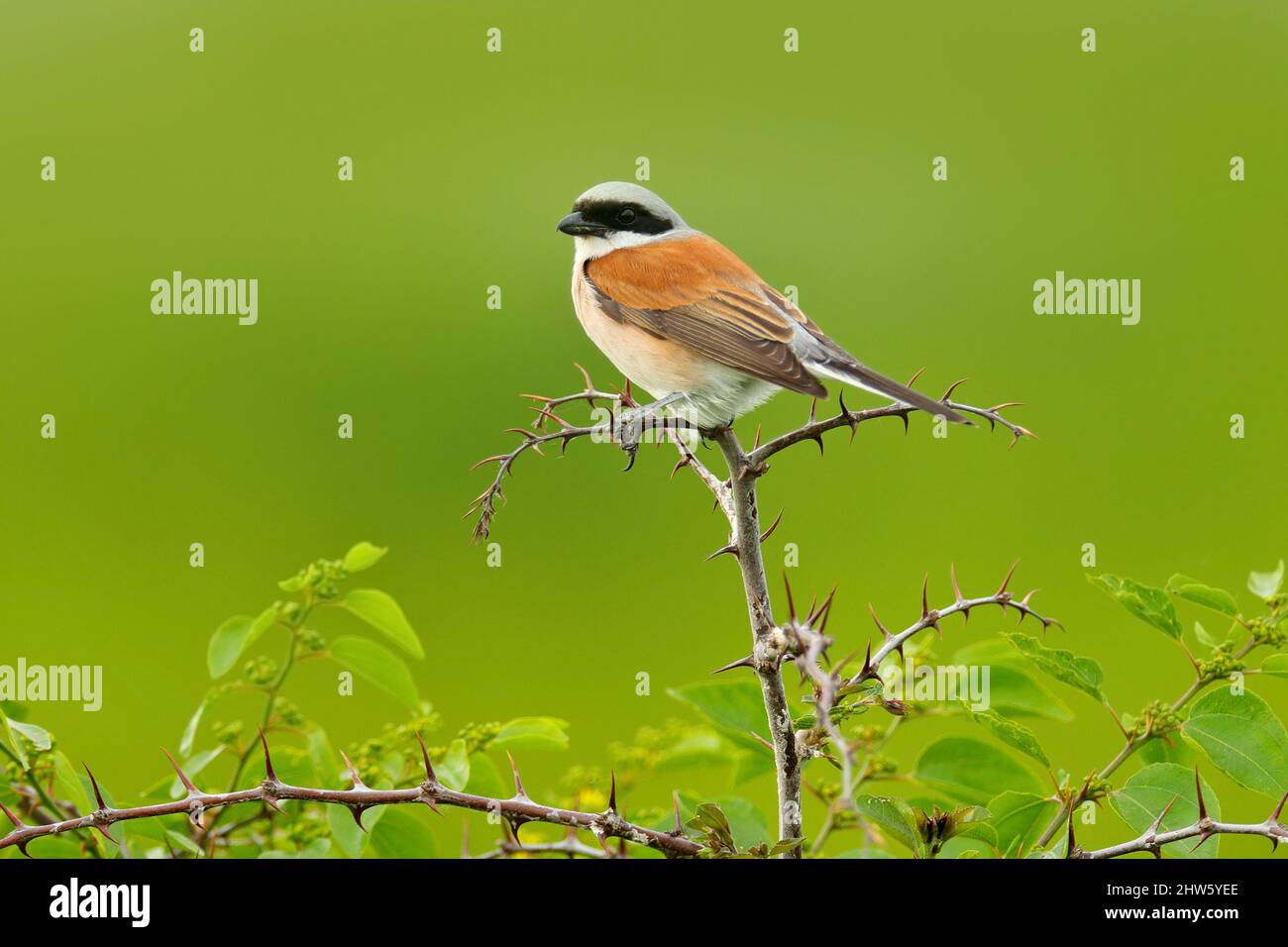 Red-backed shrike, Lanius collurio, bird from Bulgaria. Animal in the ...