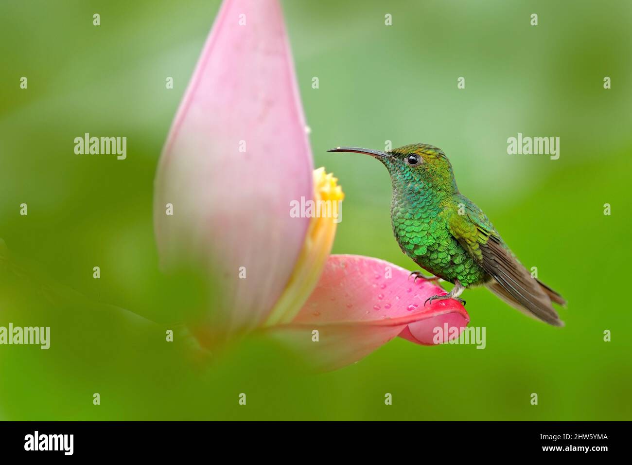 Hummingbird with clear green background, Costa Rica, Coppery-headed ...