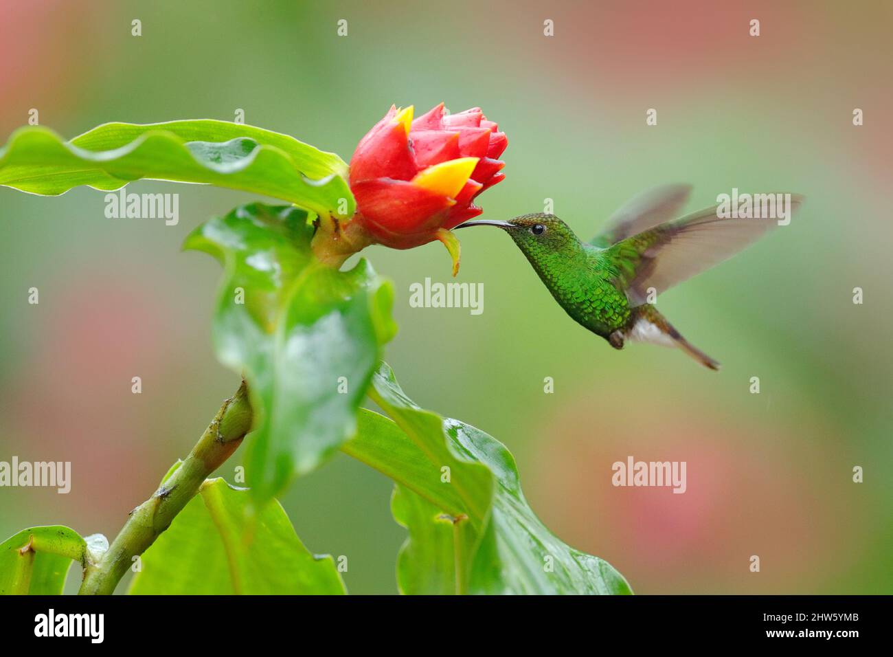 Hummingbird with clear green background, Costa Rica, Coppery-headed ...