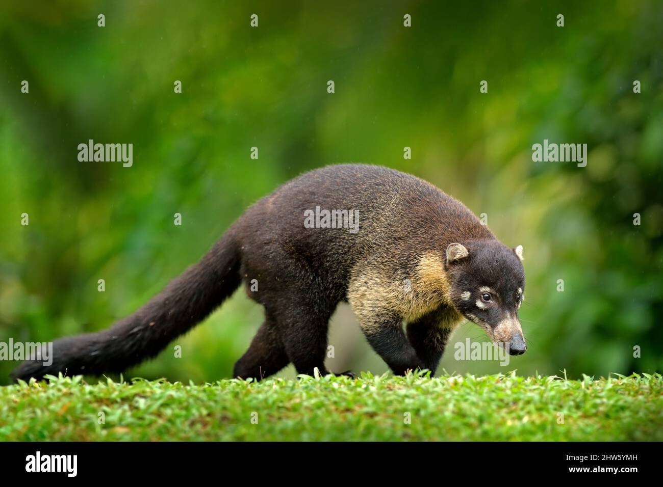 White-nosed Coati, Nasua narica, green grass habitat National Park ...