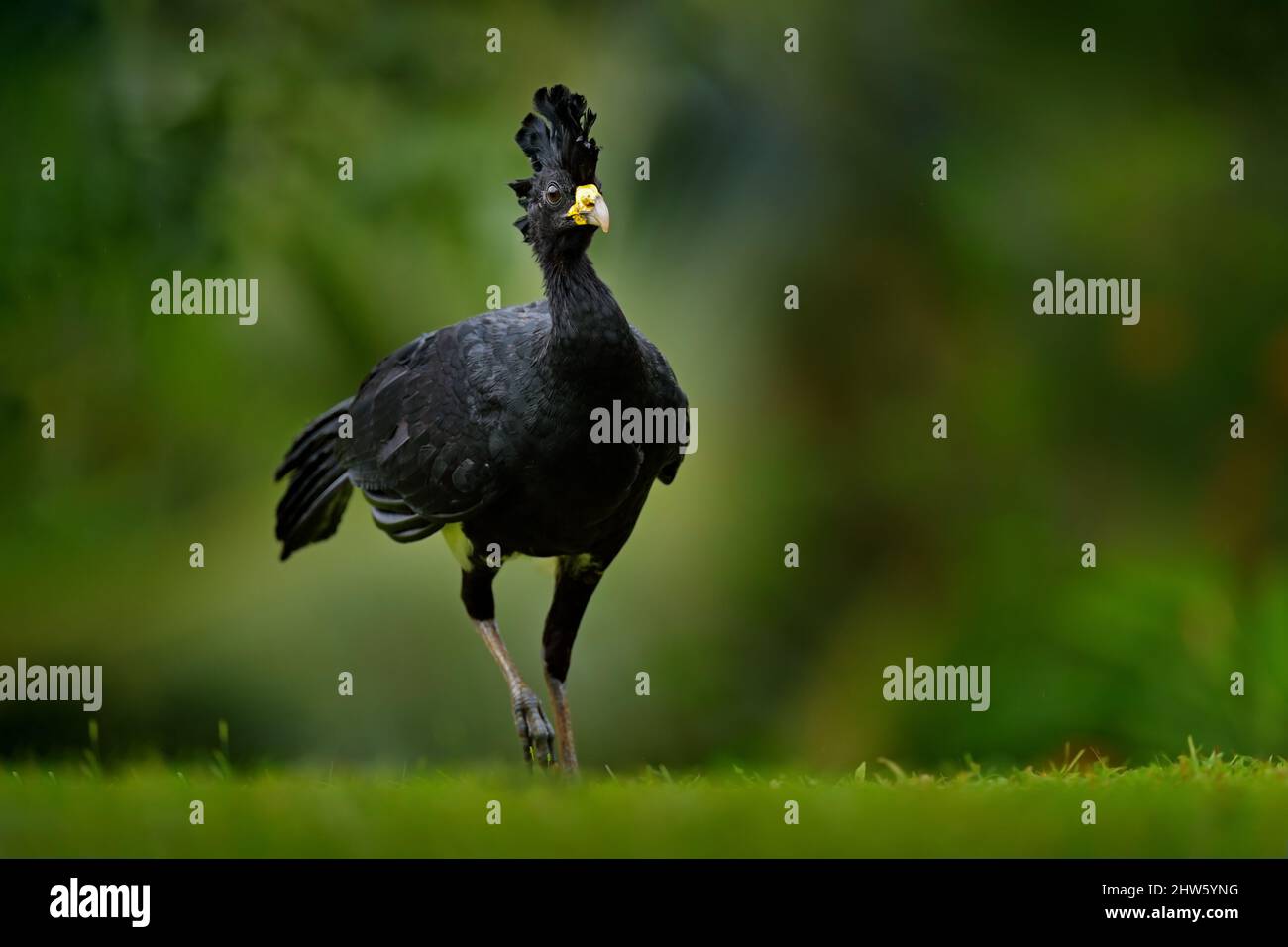 Black jungle bird. Great Curassow, Crax rubra, big black bird with ...