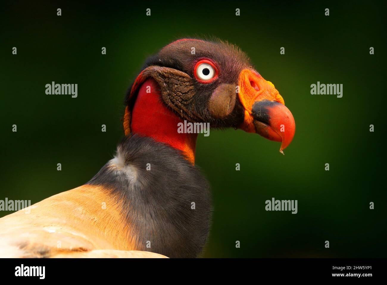 Portrait of King vulture, Sarcoramphus papa, large bird found in ...