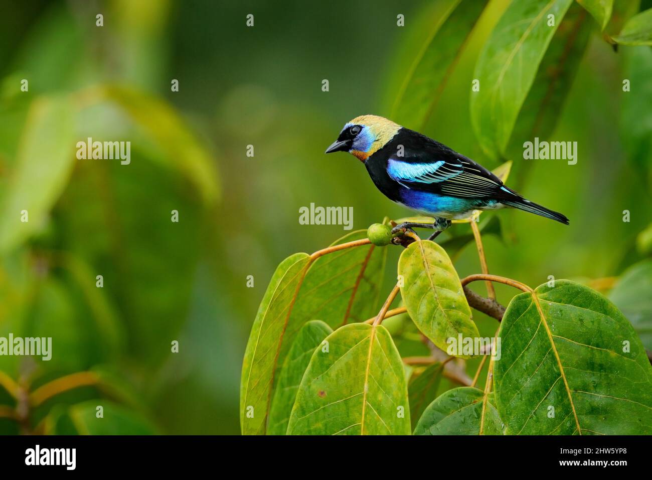 Golden-hooded Tanager, Tangara larvata, exotic tropical blue bird with ...