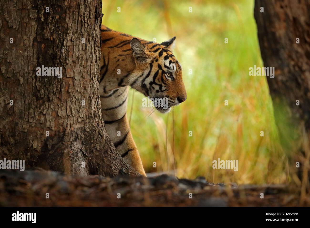 Indian tiger, wild animal in the nature habitat, Ranthambore NP, India ...