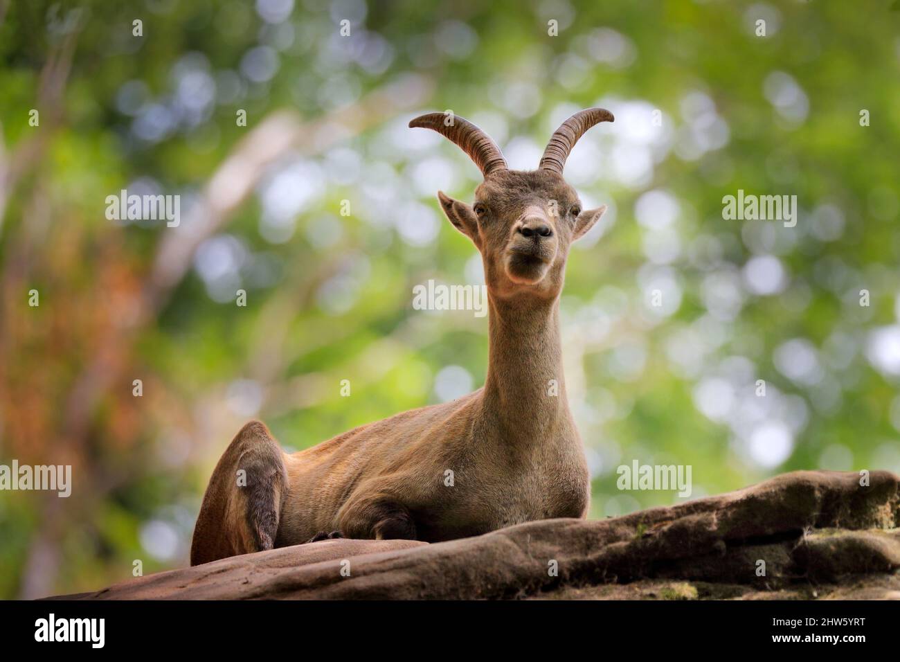 Alpine Ibex, Capra ibex, with big horns and rock in the background ...