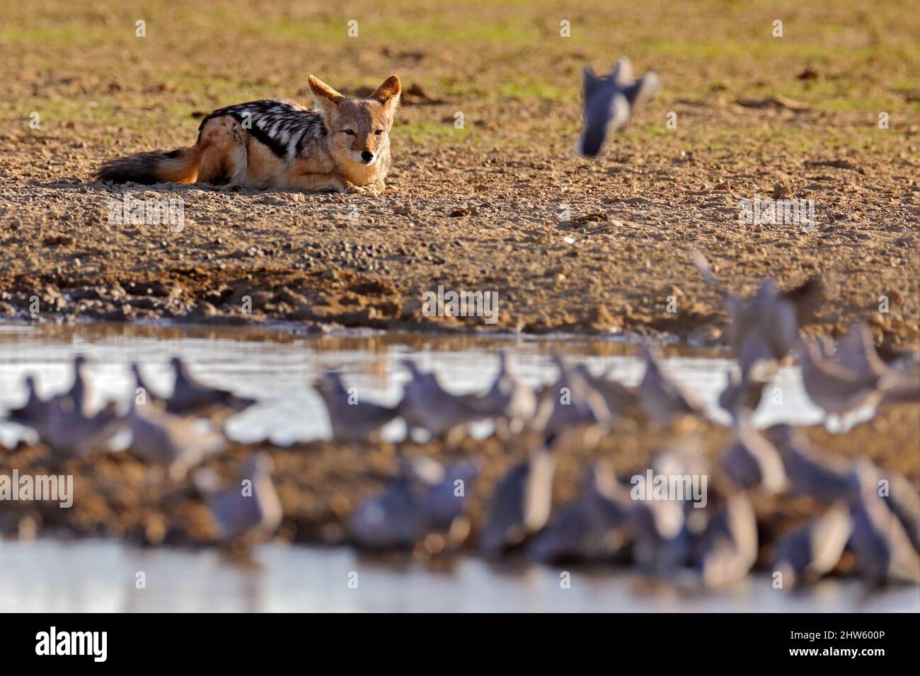 Jackal hunting birds near the waterhole, Polentswa, Botswana in Africa ...