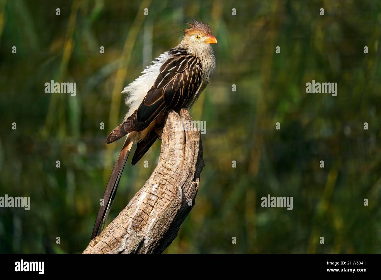 Guira cuckoo, Guira guira with open bill, in nature habitat, Mato ...