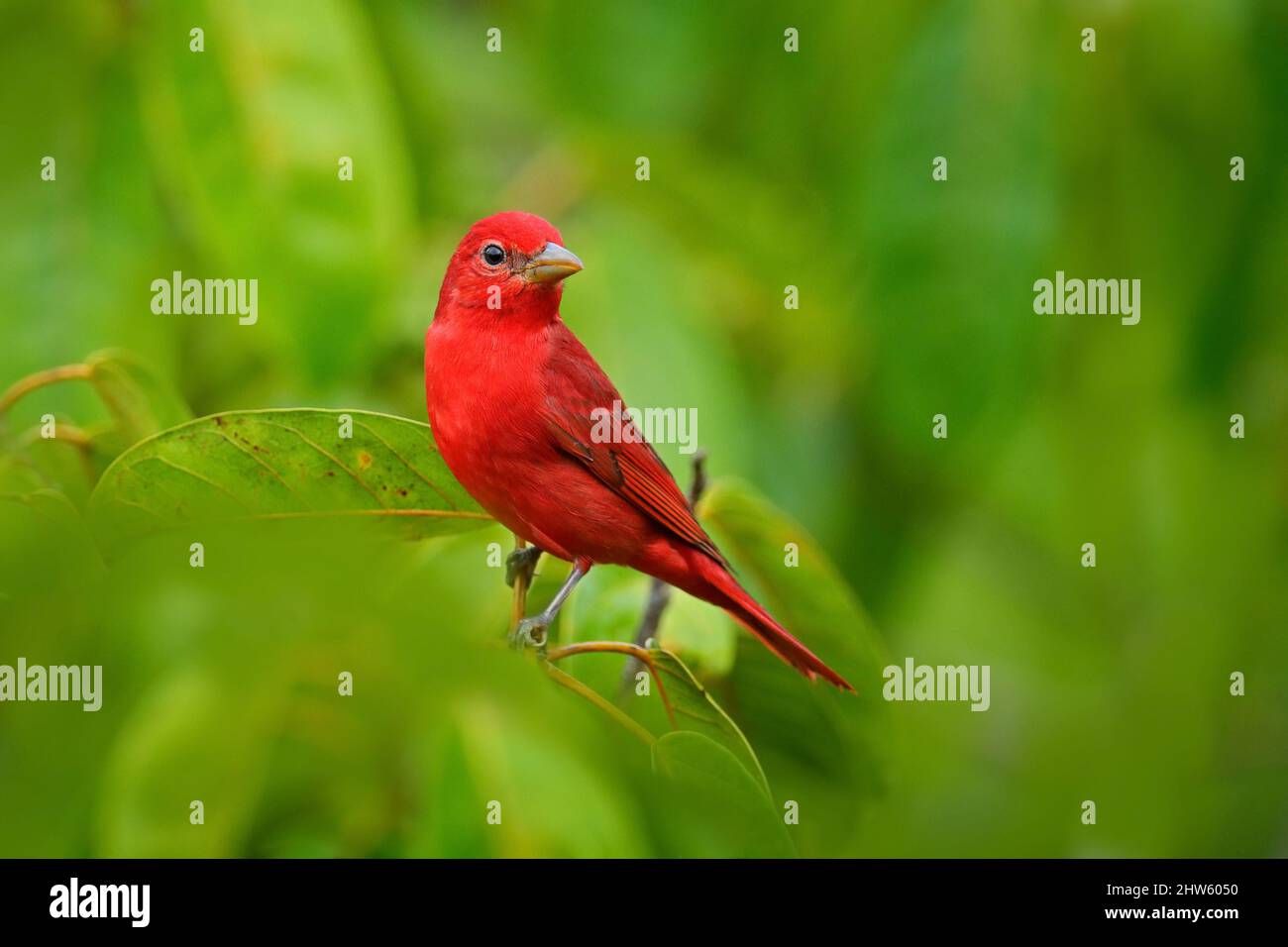 Red tanager in green vegetation. Bird on the big palm leave. Summer ...