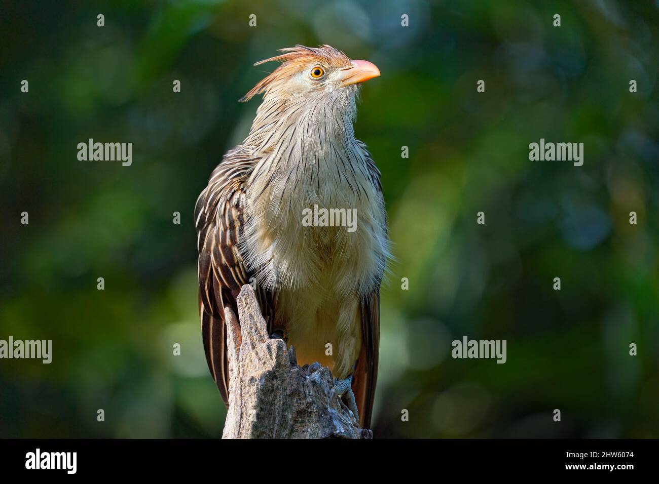 Guira cuckoo, Guira guira with open bill, in nature habitat, Mato ...
