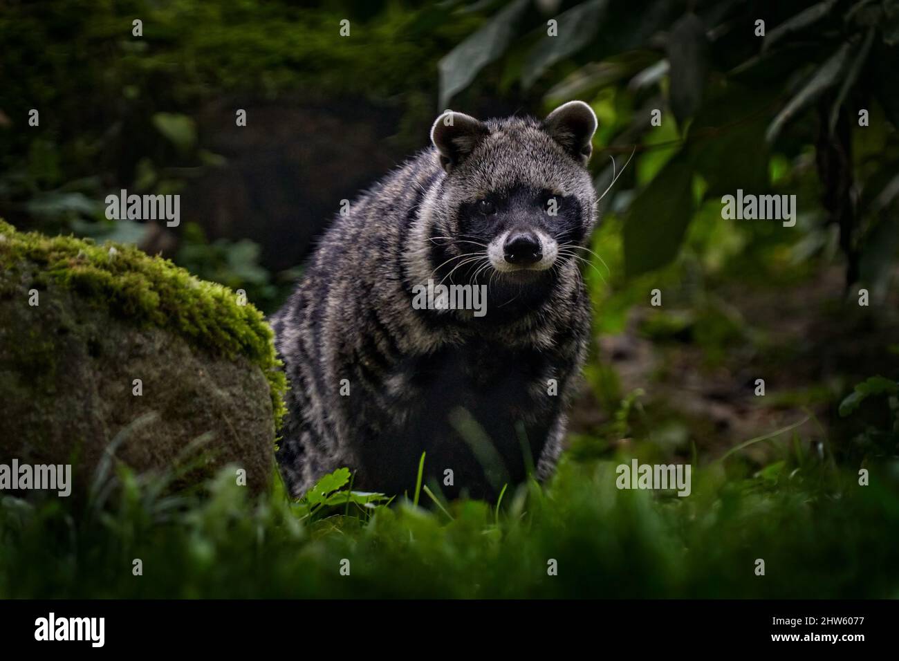 Civet, Civettictis Civetta, in the desert, Okavango delta, Botswana ...