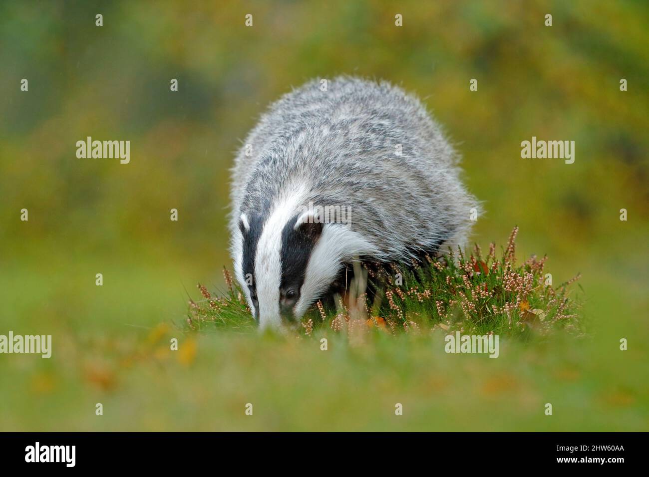 Badger in the green grass, animal in nature habitat, Germany, Europe ...