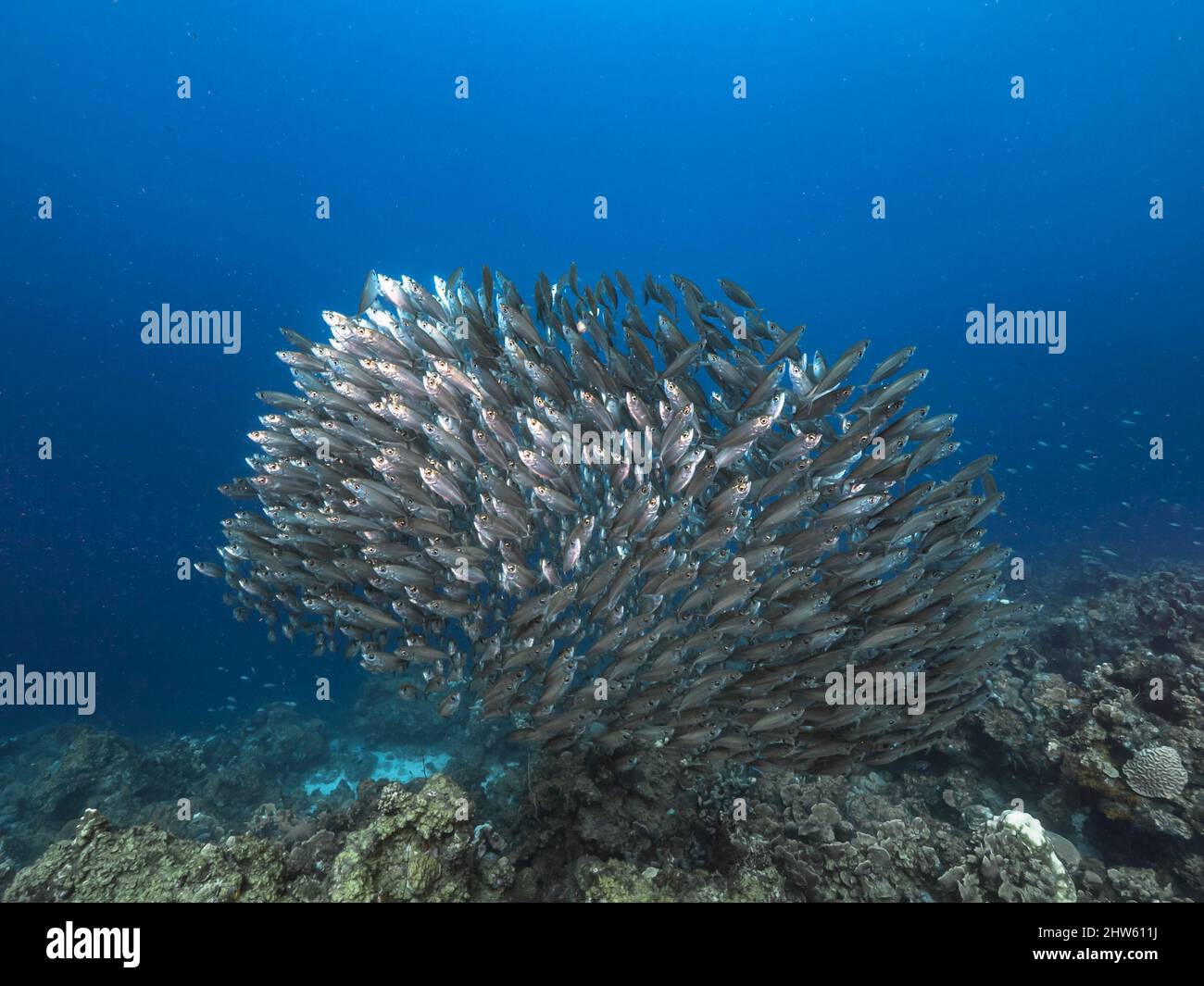 Seascape bait ball school fish hi-res stock photography and images - Alamy