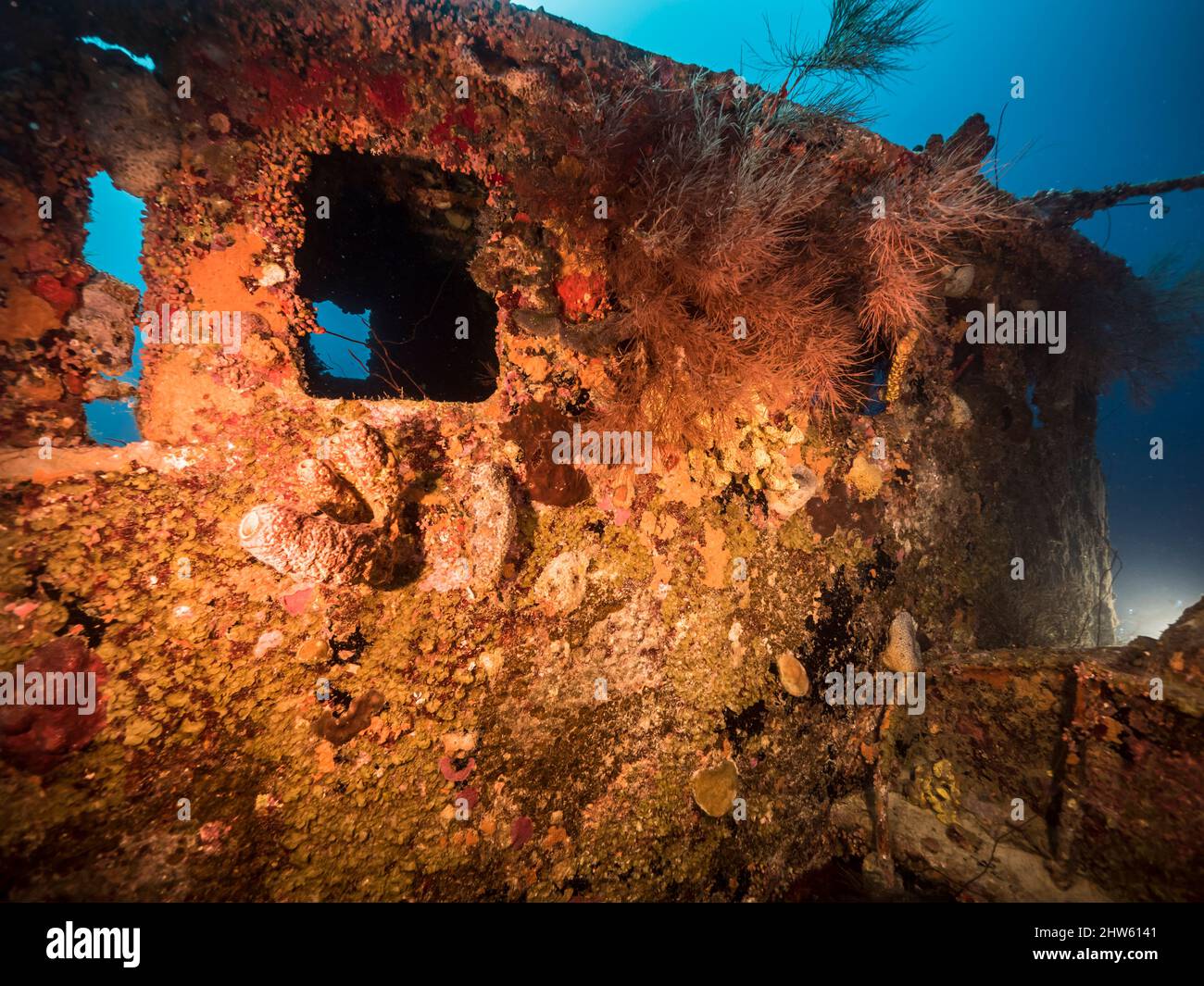 Seascape with shipwreck, various fish, coral, and sponge in the coral ...