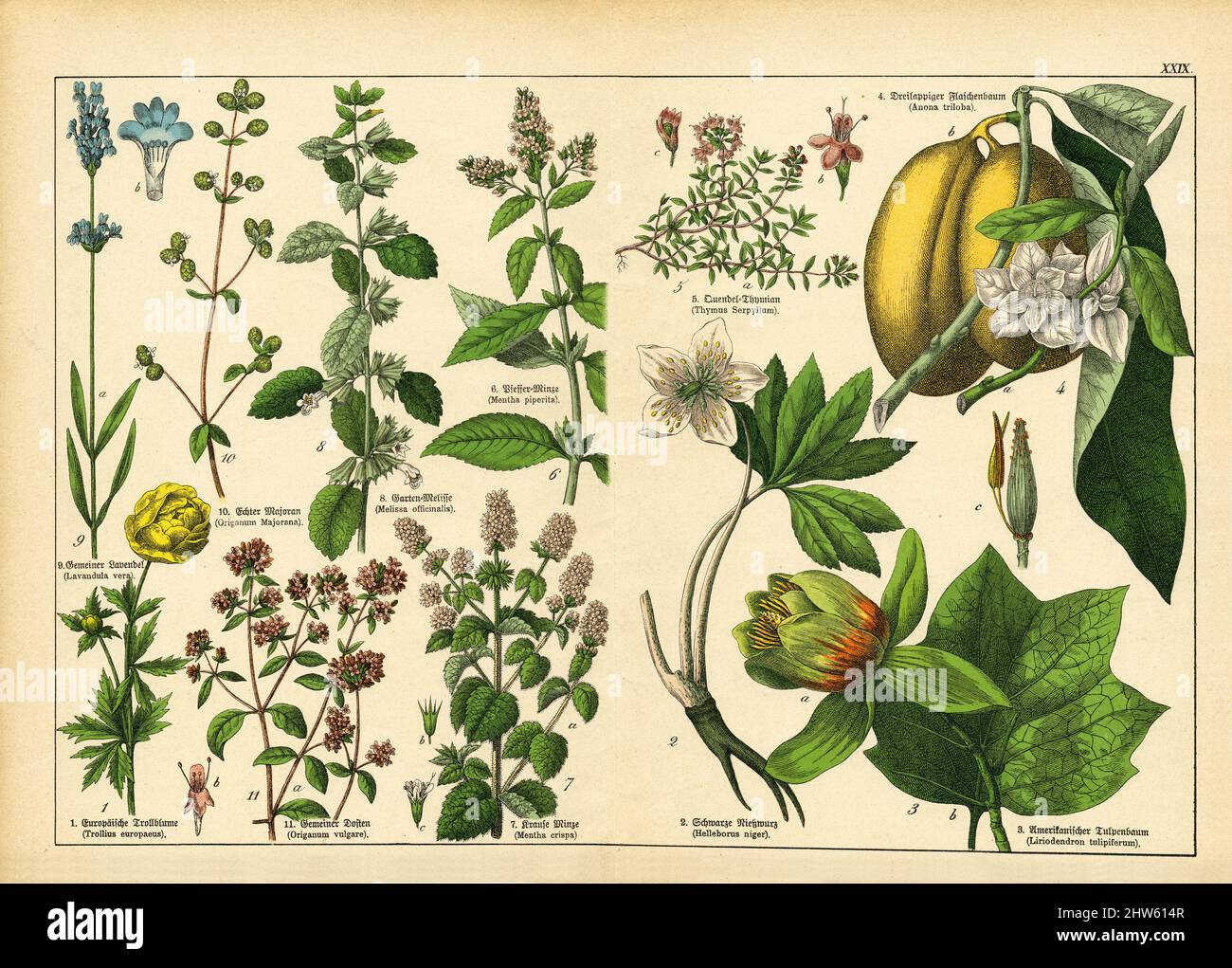 A sheet of antique botanical lithography of the 1890s-1900s with images ...