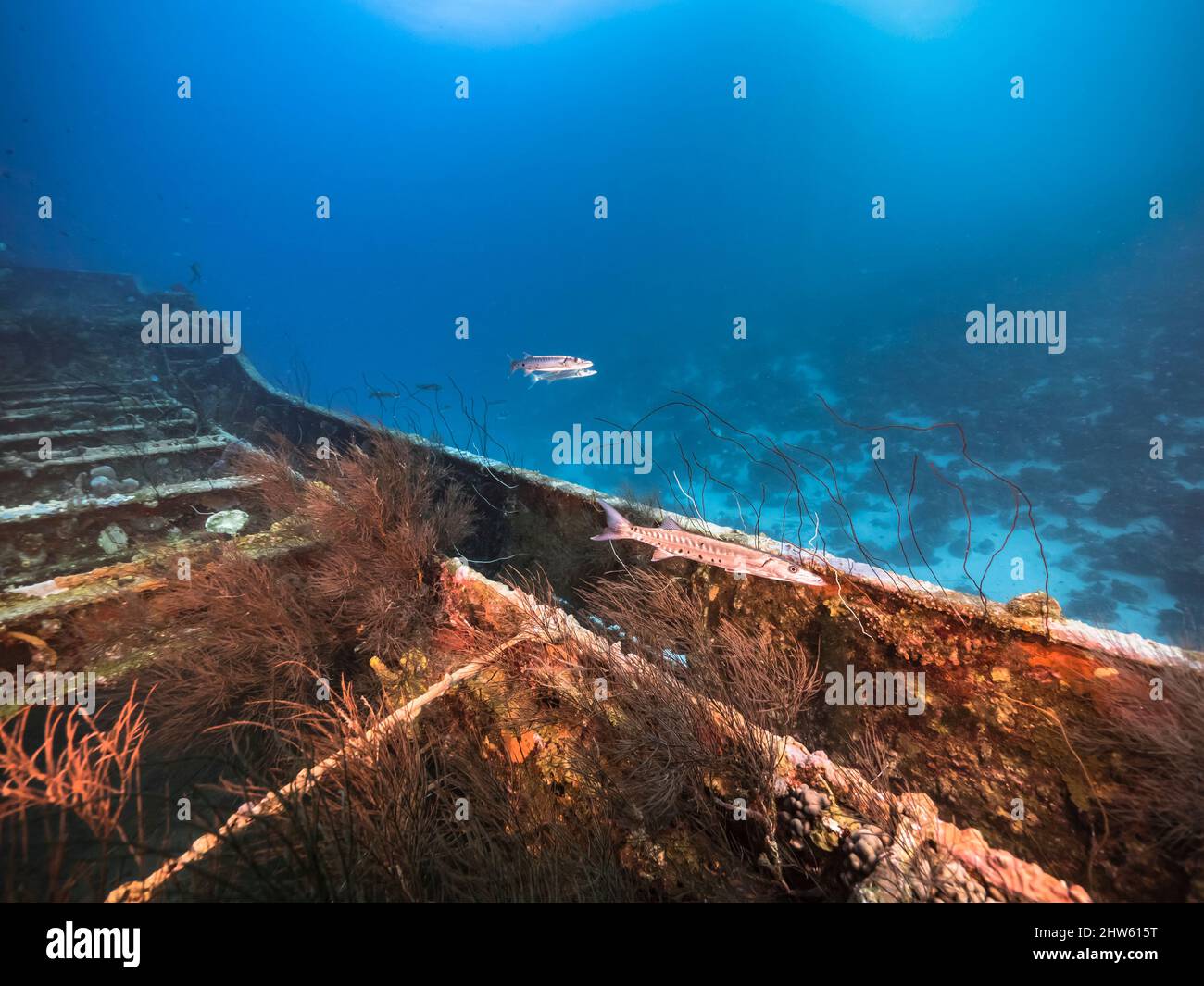 Seascape with shipwreck, various fish, coral, and sponge in the coral ...
